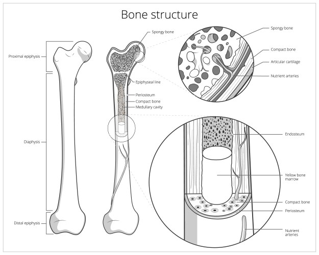 Bone structure medical educational Royalty Free Vector Image Bone structure medical educational Royalty Free Vector Image