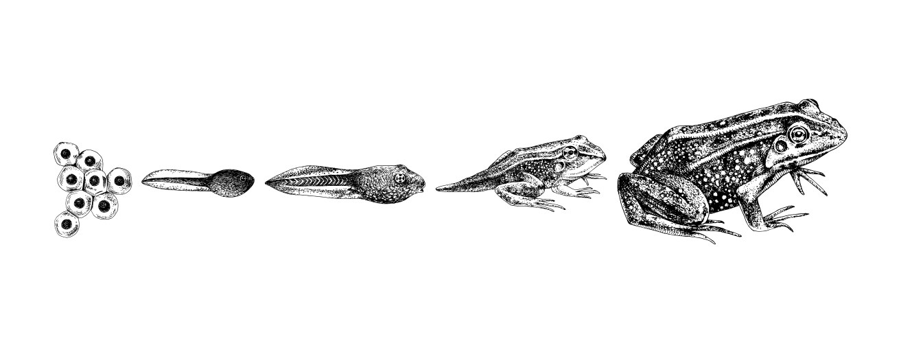 Hand drawn colorful frog metamorphosis Royalty Free Vector