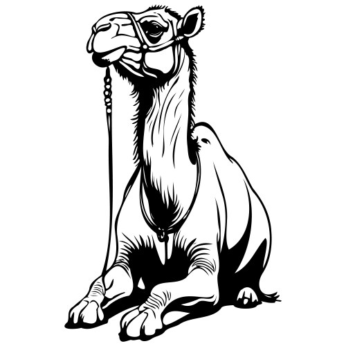 Monochrome bactrian camel sitting sketch Vector Image