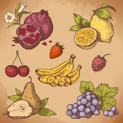Fruits Drawing Vector Images (over 150,000)