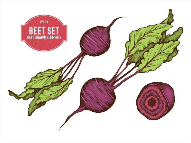 Engraving beet Royalty Free Vector Image - VectorStock
