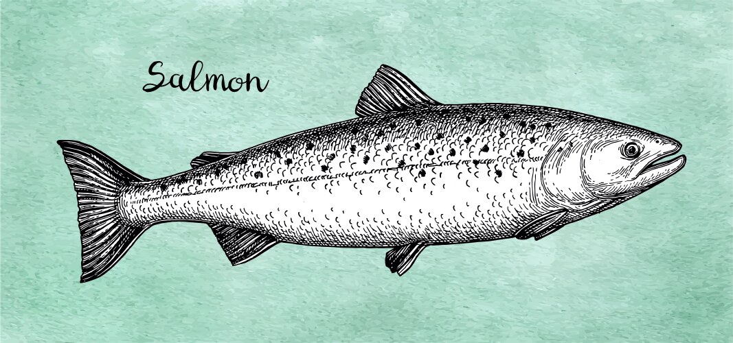 Ink sketch of pink humpback salmon Royalty Free Vector Image