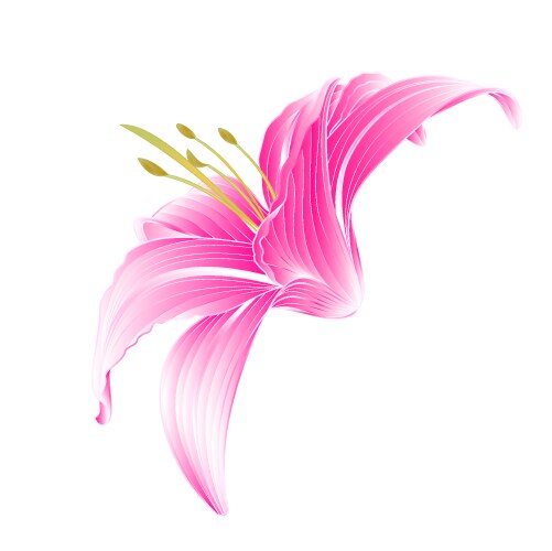 Pink Lily Flower Patterns – Royalty-Free Vector | VectorStock