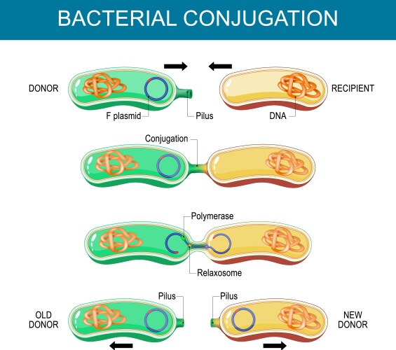 Arrangement of bacterial flagella various forms Vector Image