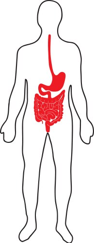 Digestive System Diagram Vector Images (over 3,000)