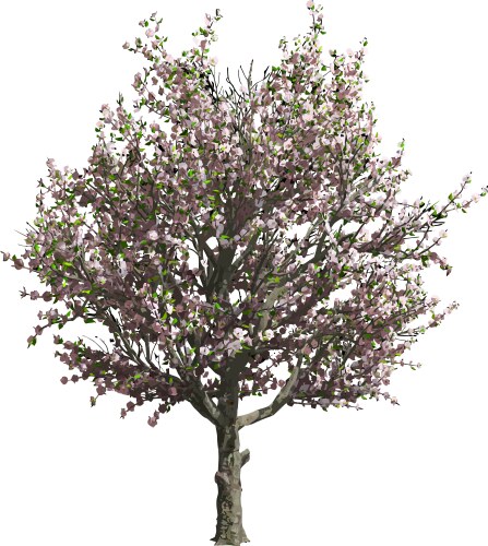 Acacia tree isolated Royalty Free Vector Image Acacia tree isolated Royalty Free Vector Image