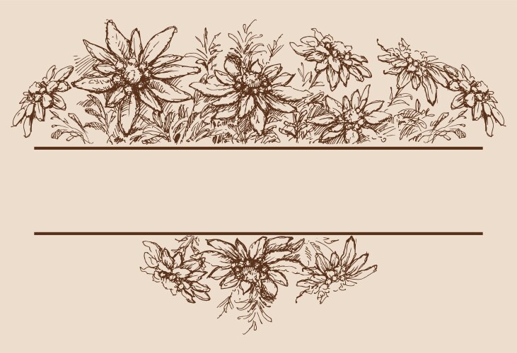 Edelweiss Vector Images (over 440)
