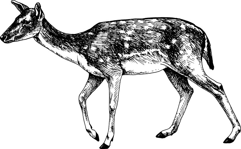 Watercolor deer isolated Royalty Free Vector Image