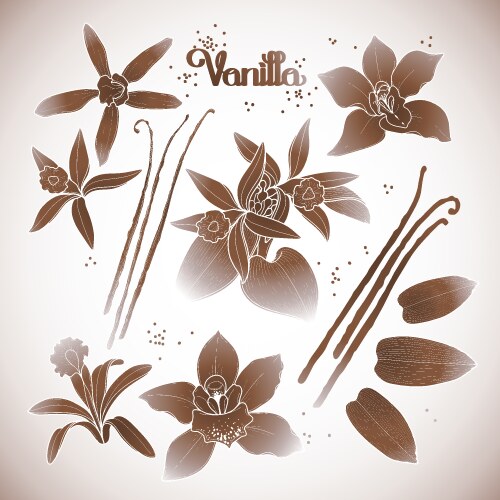 Graphic vanilla flowers Royalty Free Vector Image