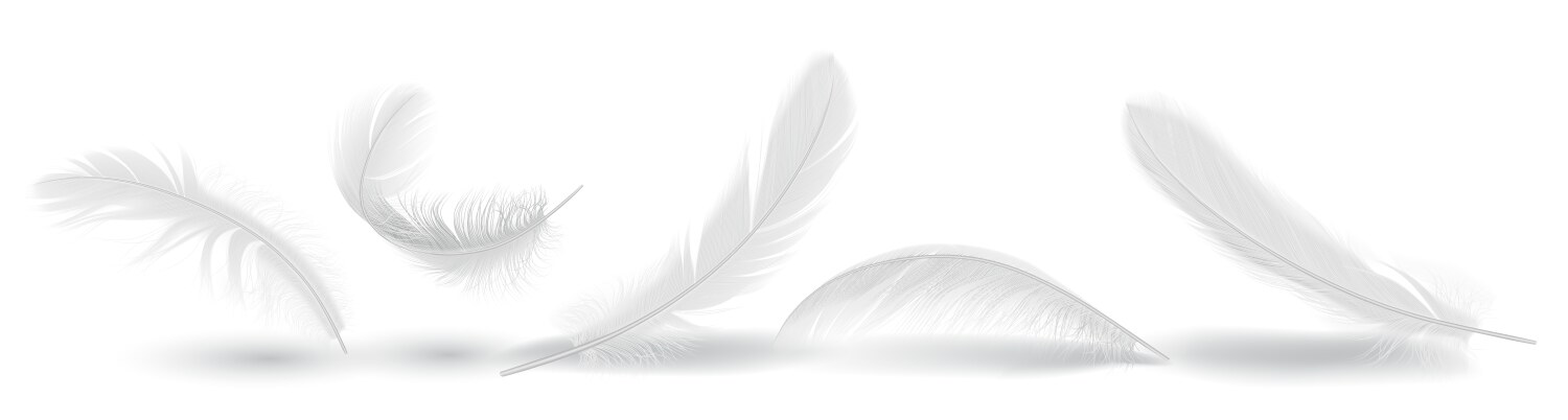Bird feather group shapes realistic set Royalty Free Vector