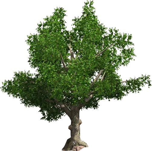 Acacia tree isolated Royalty Free Vector Image Acacia tree isolated Royalty Free Vector Image