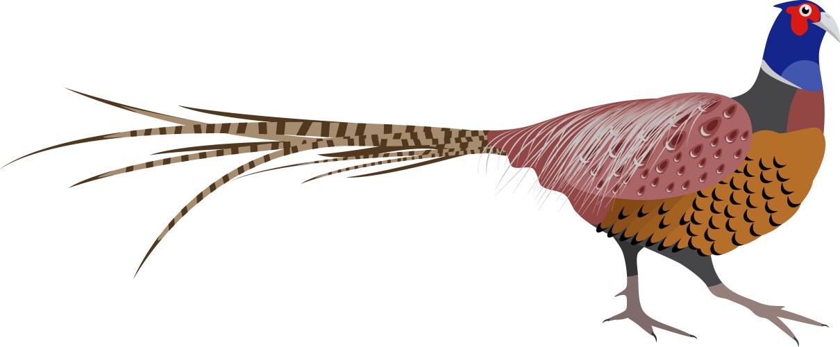 Pheasant Vector Images (over 1,700)