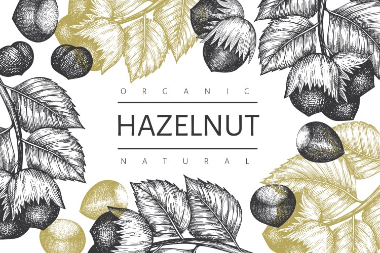 Hand drawn sketch hazelnut design template Vector Image