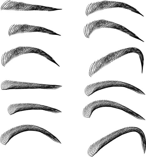 Set of blonde eyebrows in different shapes linear Vector Image