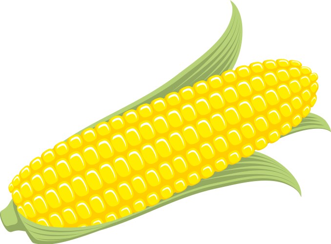 Corn Royalty Free Vector Image - VectorStock