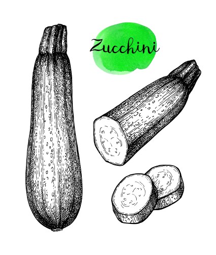 Zucchini vintage sketch drawing Royalty Free Vector Image