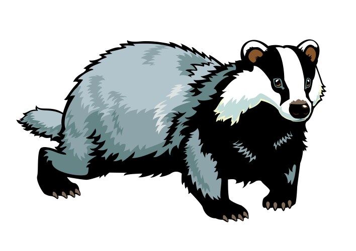 Badger Vector Images (over 3,900)