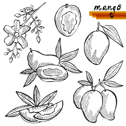 Mango Vector Images (over 22,000)