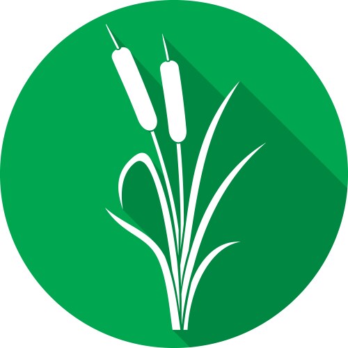 Reeds silhouette design reflecting over the lake Vector Image