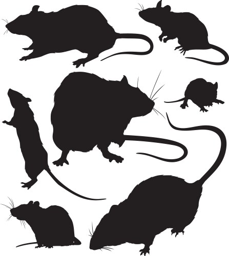 Rat Black and White Vector Images (over 11,000)