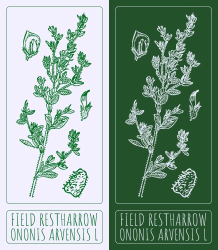 Drawing sicilian sumac hand drawn Royalty Free Vector Image