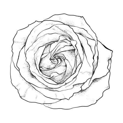 Rose Vector Images (over 290,000)