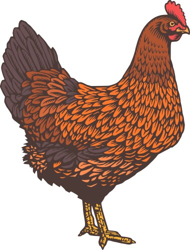 Chicken Vector Images & Graphics for Commercial Use | VectorStock