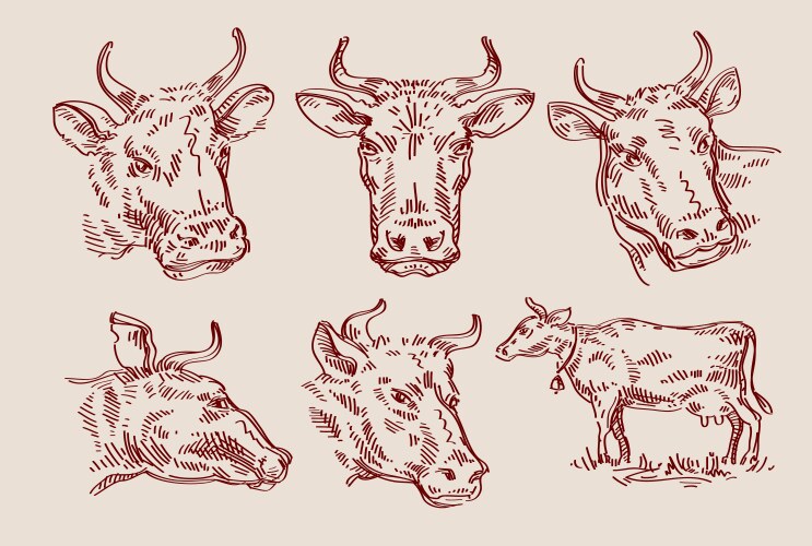 Cows hand draw Royalty Free Vector Image - VectorStock