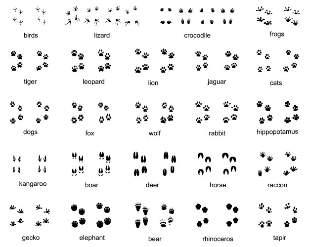 Footprints wild animals Royalty Free Vector Image
