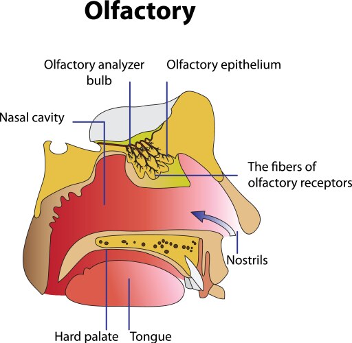 Olfactory Nerve Anatomy & Location – Royalty-Free Vector | VectorStock