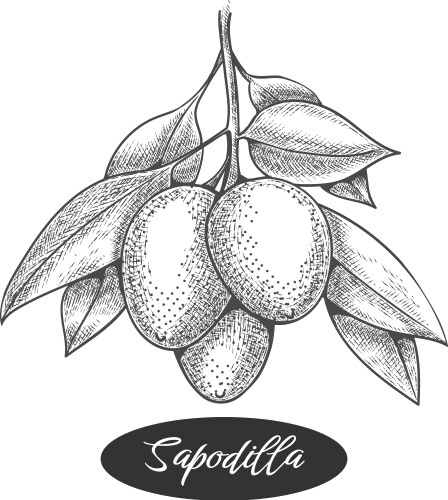 Sapodilla Vector Images (over 470)