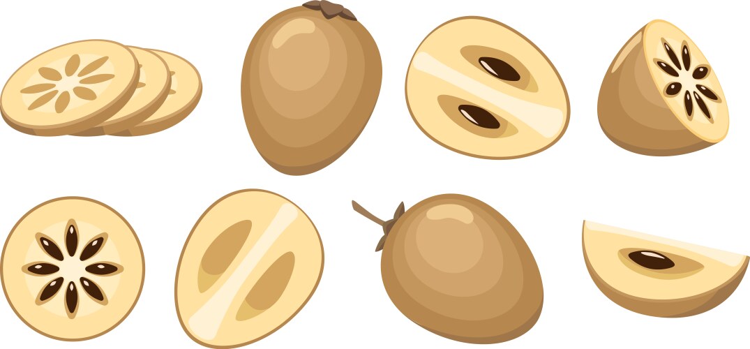 Sapodilla Vector Images (over 470)