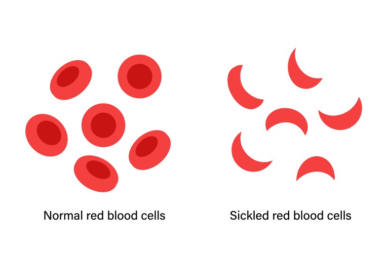 Red Blood Cells - Erythrocytes Collection Vector Image