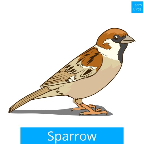 Sparrow Vector Images (over 12,000)