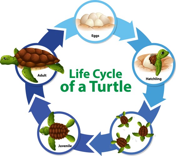 Diagram showing life cycle sea turtle Royalty Free Vector