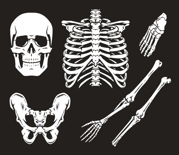 Skeleton Logo Vector Images (over 28,000)