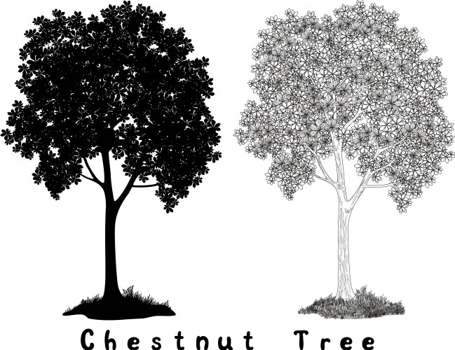 Chestnut tree Royalty Free Vector Image - VectorStock