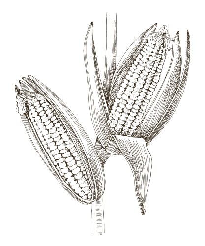 Corn Stalk Sketch