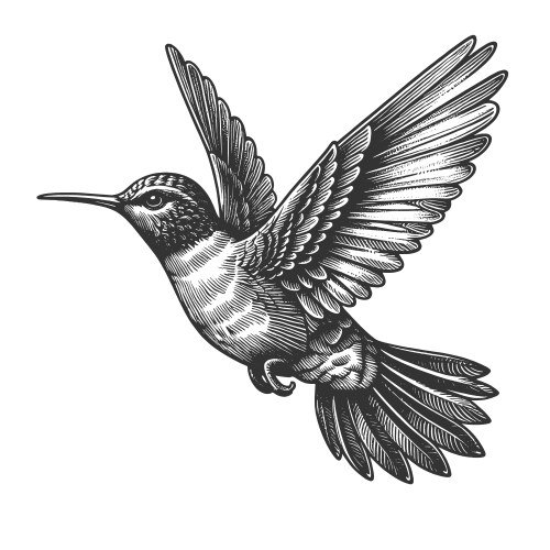 Hummingbird in flight engraving sketch Royalty Free Vector