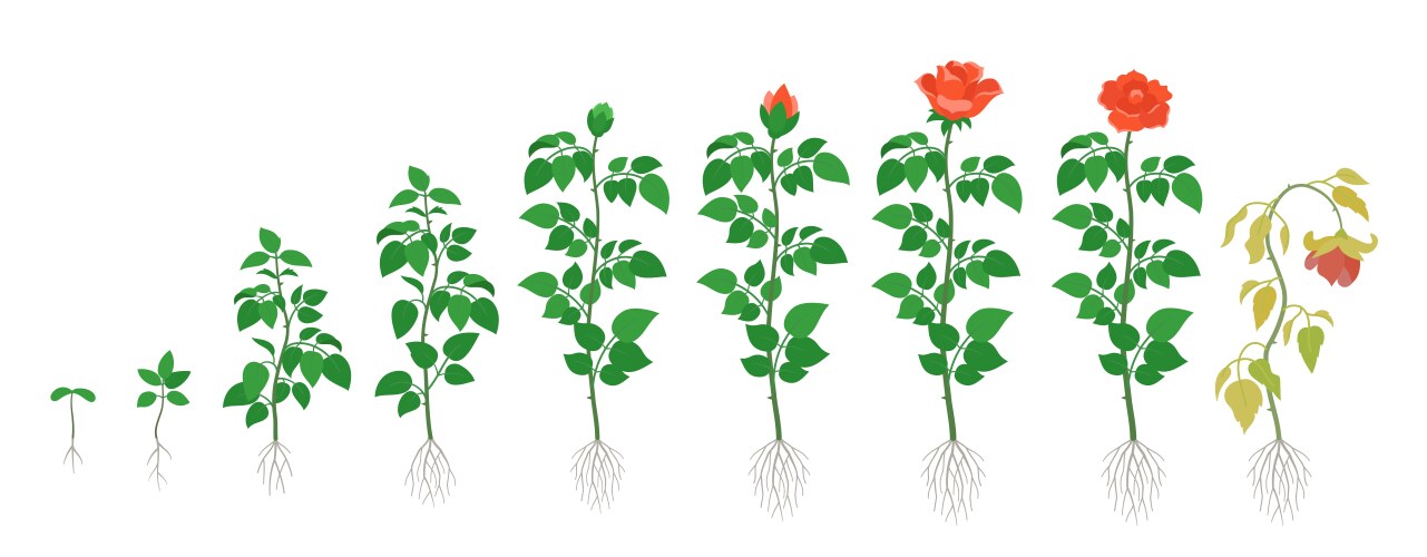 Diagram of plant growth stages Royalty Free Vector Image