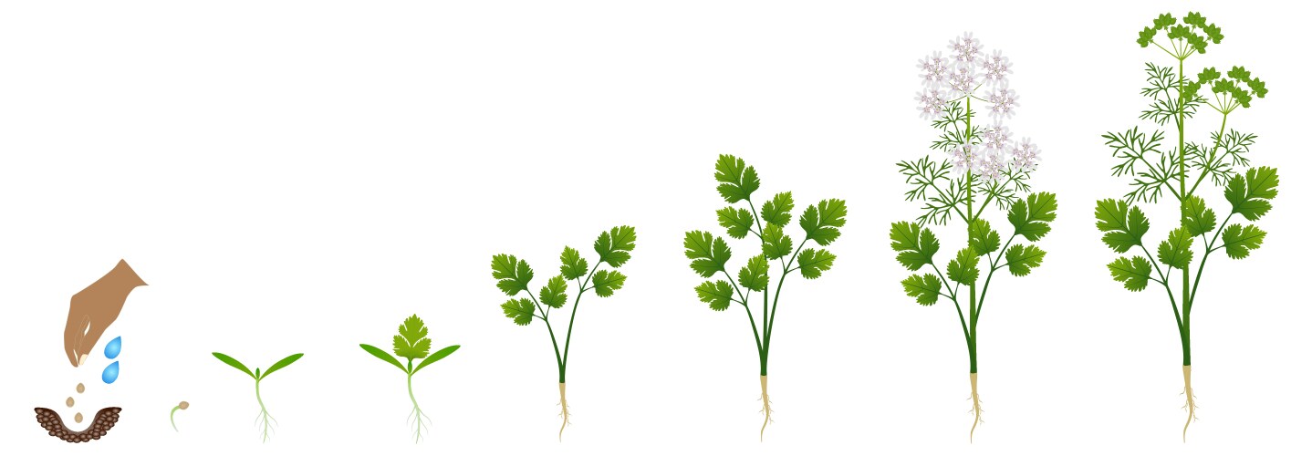 A growth cycle of alfalfa plant Royalty Free Vector Image