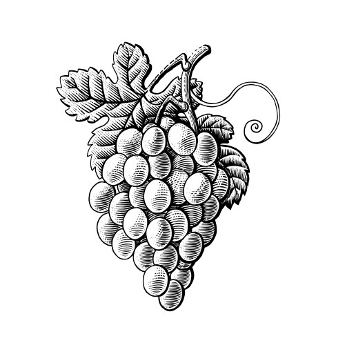 Grape branch hand drawing vintage style black Vector Image