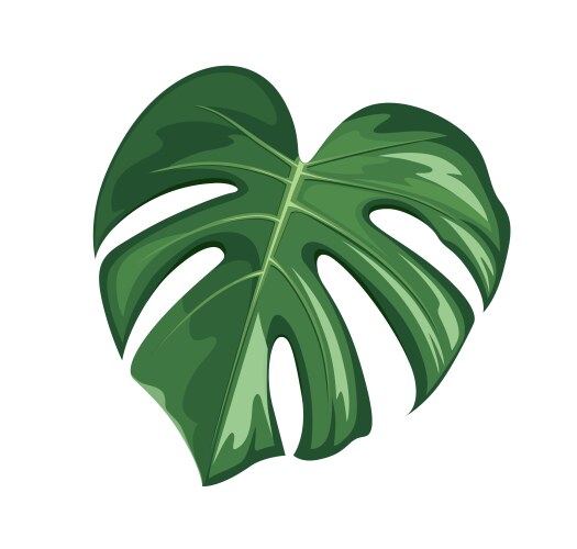 Monstera in a pot Royalty Free Vector Image - VectorStock