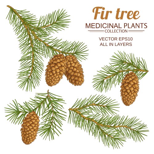 Fur-tree branch green fluffy pine Royalty Free Vector Image