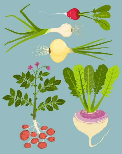 Cartoon Plant Root Vector Images (over 13,000)