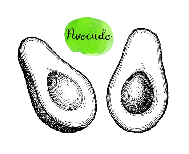 Avocado drawing vintage sketch Royalty Free Vector Image
