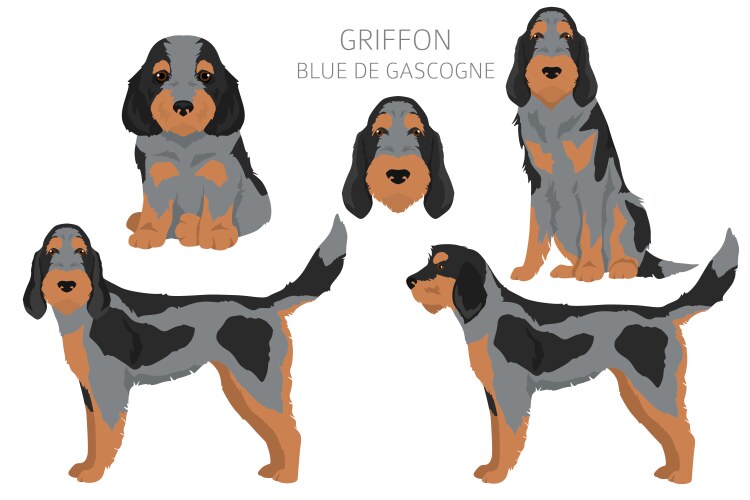 Bohemian wirehaired pointing griffon puppy Vector Image