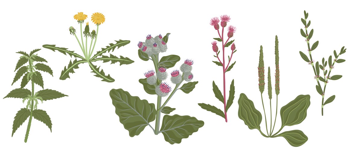 Weed Vector Images (over 69,000)