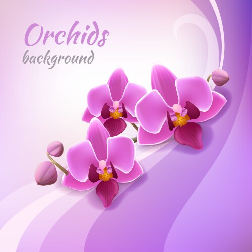 Pink Orchid Floral Background – Royalty-Free Vector | VectorStock