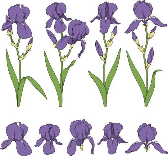 Iris Vector Images (over 25,000)